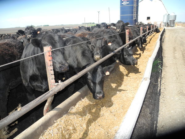 Managing feedlot rations with ethanol coproducts | News, Sports, Jobs ...
